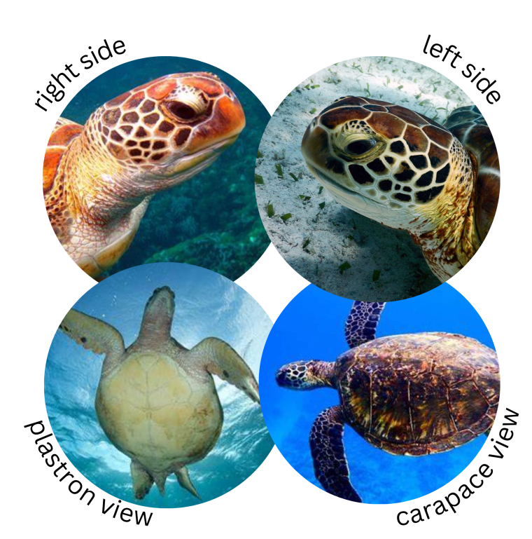 Sea Turtle Identification Project – Under The Wave